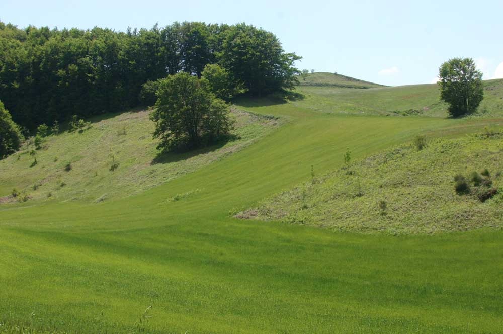 LAGO SCURO IN C/DA CESINE, BOSCO GRANDE | I Luoghi del Cuore - FAI
