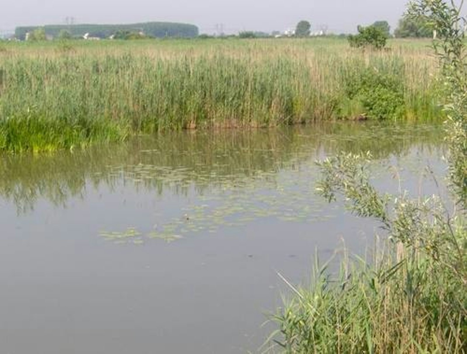 PALUDI DI OSTIGLIA | I Luoghi del Cuore - FAI