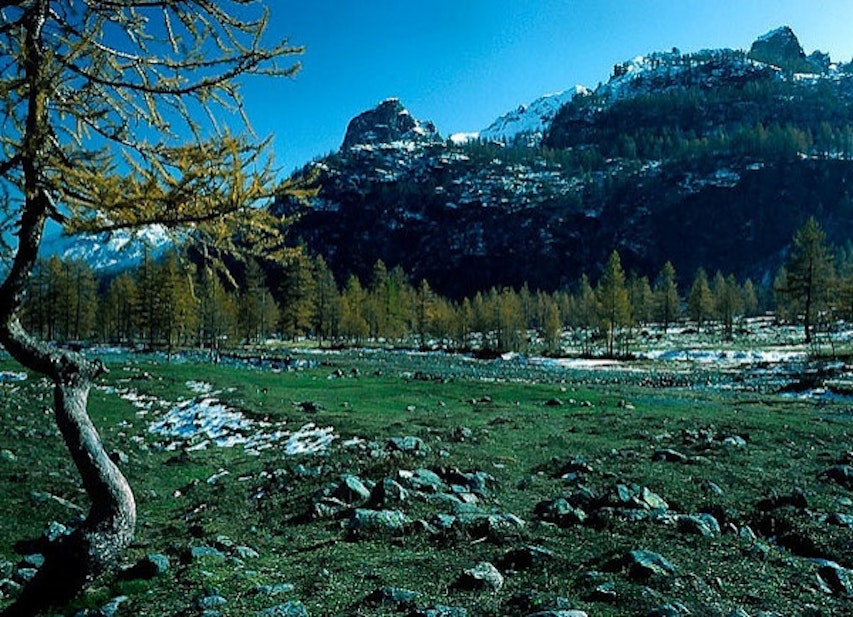 PARCO PINETA SACCHETTI | I Luoghi del Cuore - FAI