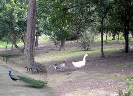 PARCO DI MONTE URPINU | I Luoghi del Cuore - FAI
