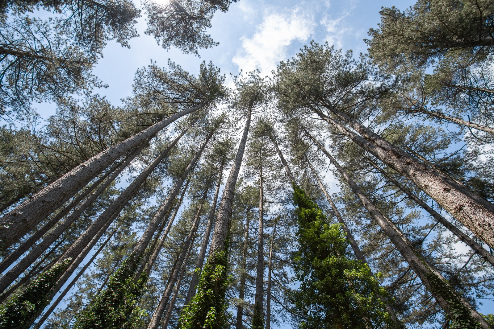 SU TASSU | I Luoghi del Cuore - FAI