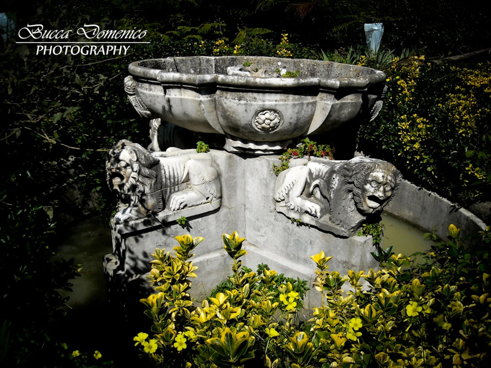 FONTANA DEI QUATTRO LEONI | I Luoghi del Cuore - FAI
