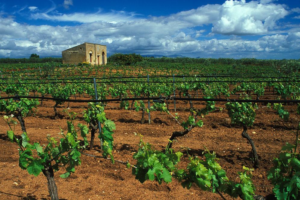 VAL DI MAZARA. STRADA DEL VINO E DEI SAPORI. | I Luoghi del Cuore - FAI