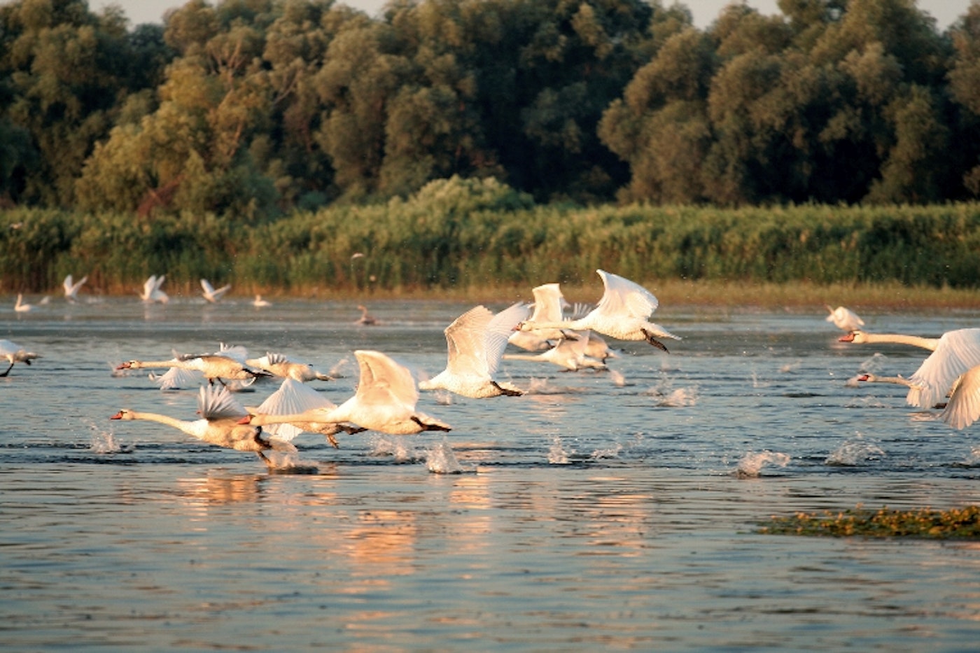 POLESINE E DELTA DEL PO | Luogo FAI