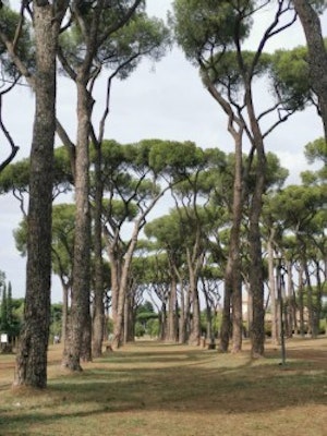 PARCO PINETA SACCHETTI | I Luoghi del Cuore - FAI