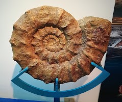 MUSEO GEOLOGICO GEMELLARO | Luogo FAI