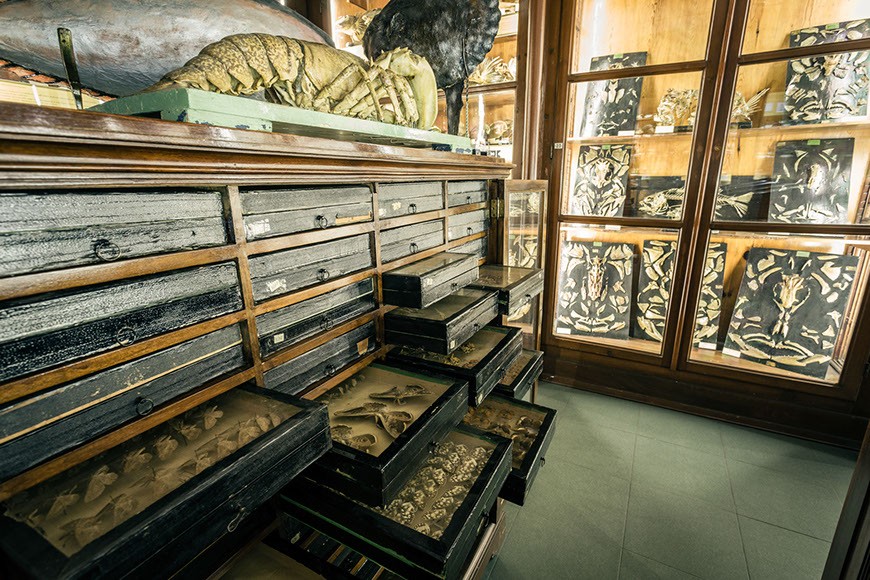 MUSEO DI ZOOLOGIA "P. DODERLEIN" | I Luoghi del Cuore - FAI