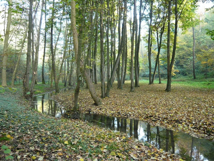 RISERVA NATURALE BOSCO WWF DI VANZAGO | I Luoghi del Cuore - FAI