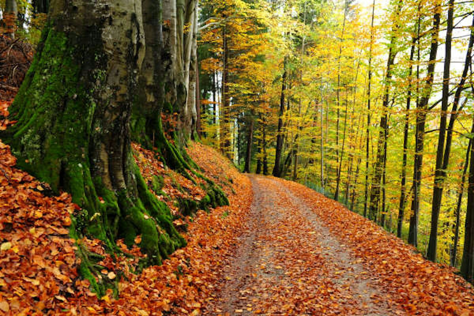 PARCO ROCCOLO | I Luoghi del Cuore - FAI
